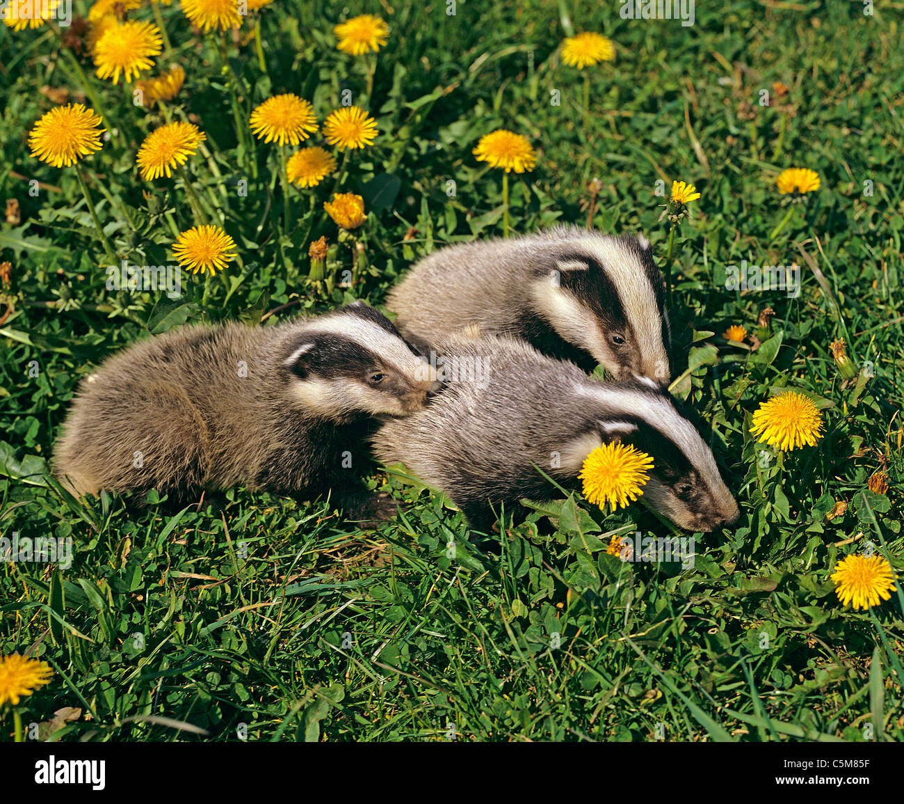 Süße Dachsjunge Stockfotos und -bilder Kaufen - Alamy
