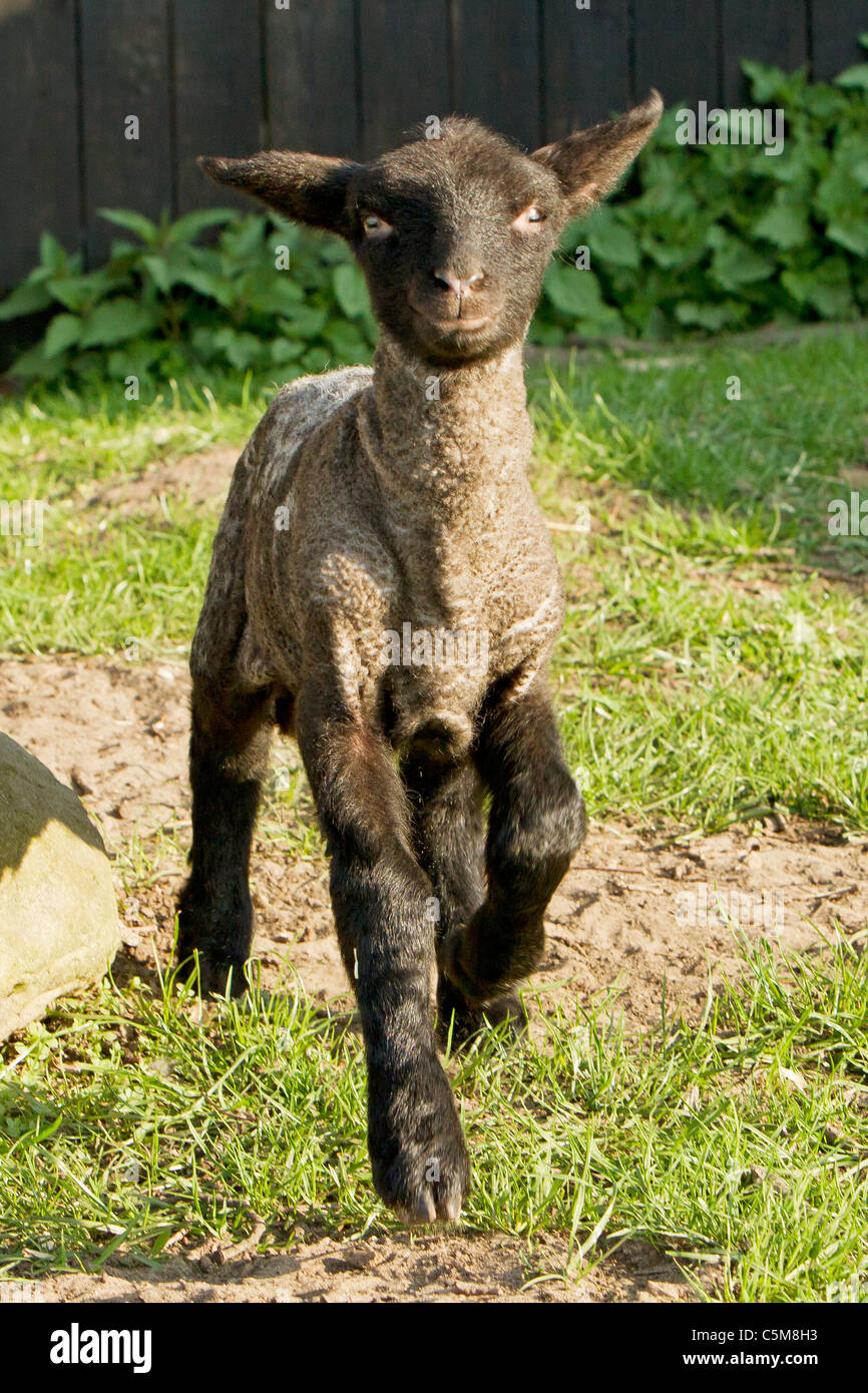 Deutsch blackheaded hammelschafe -Fotos und -Bildmaterial in hoher ...