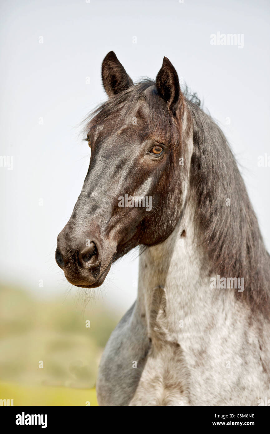 Noriker horse portrait -Fotos und -Bildmaterial in hoher Auflösung – Alamy