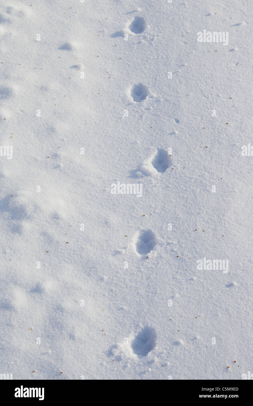 Rotfuchs - Spur im Schnee / Vulpes Vulpes Stockfotografie - Alamy