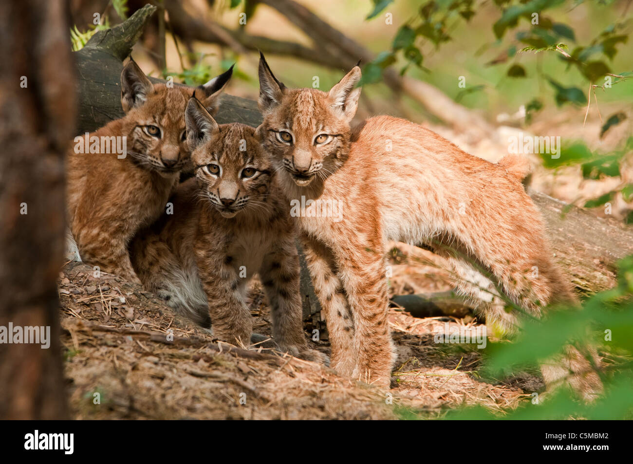 Baby luchse -Fotos und -Bildmaterial in hoher Auflösung – Alamy