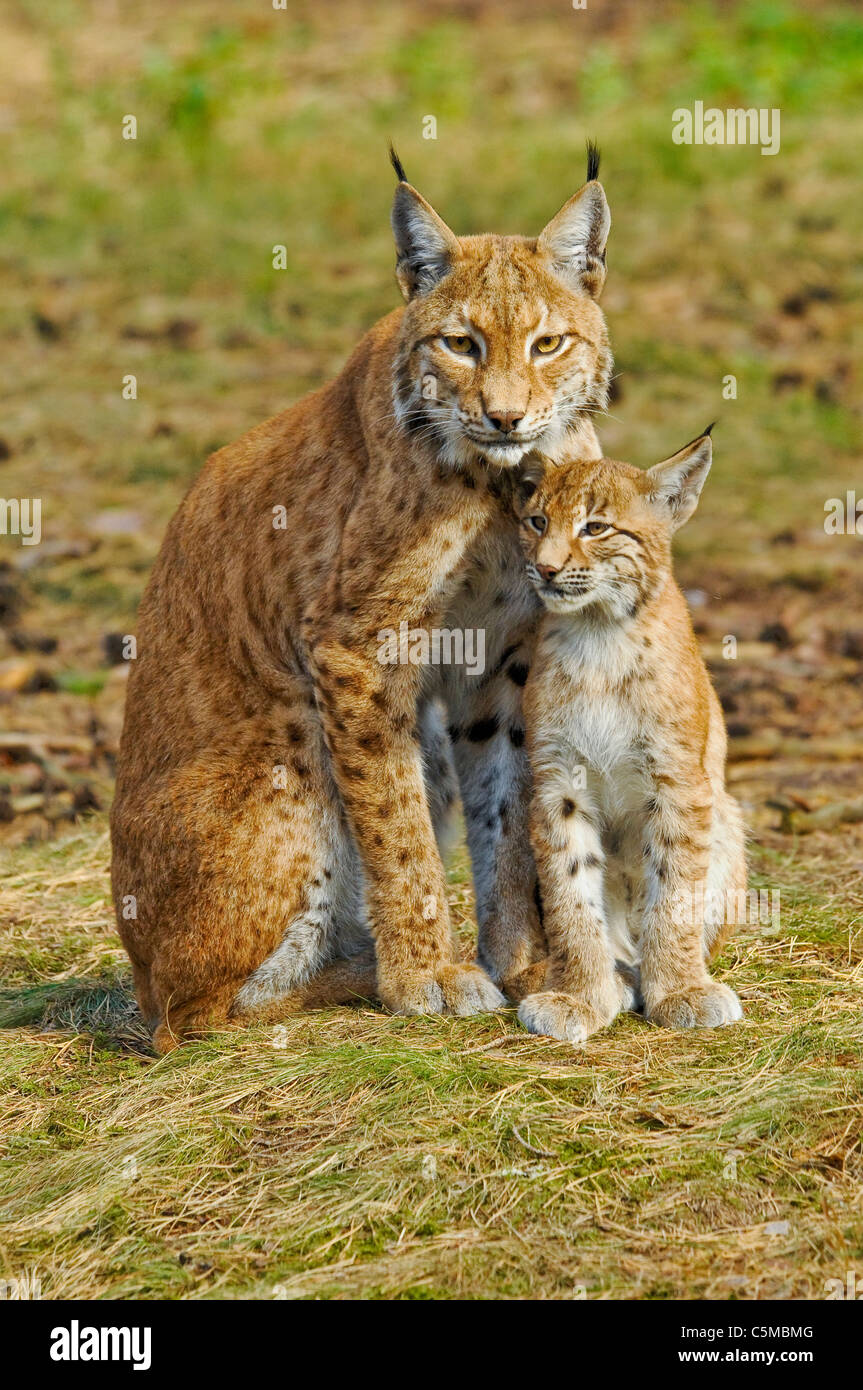 Baby luchse -Fotos und -Bildmaterial in hoher Auflösung – Alamy