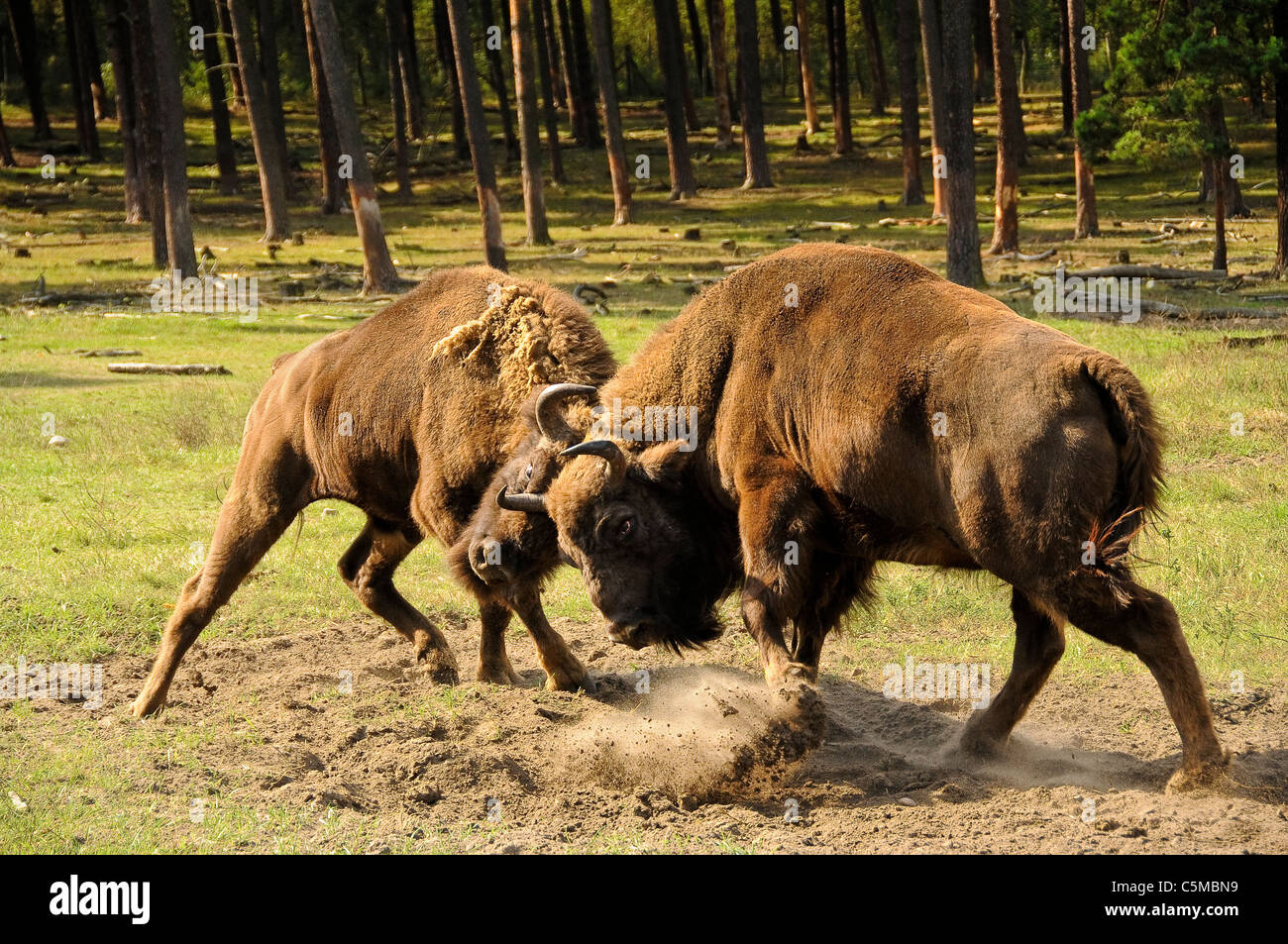 Bison wildlife tierfoto -Fotos und -Bildmaterial in hoher Auflösung – Alamy