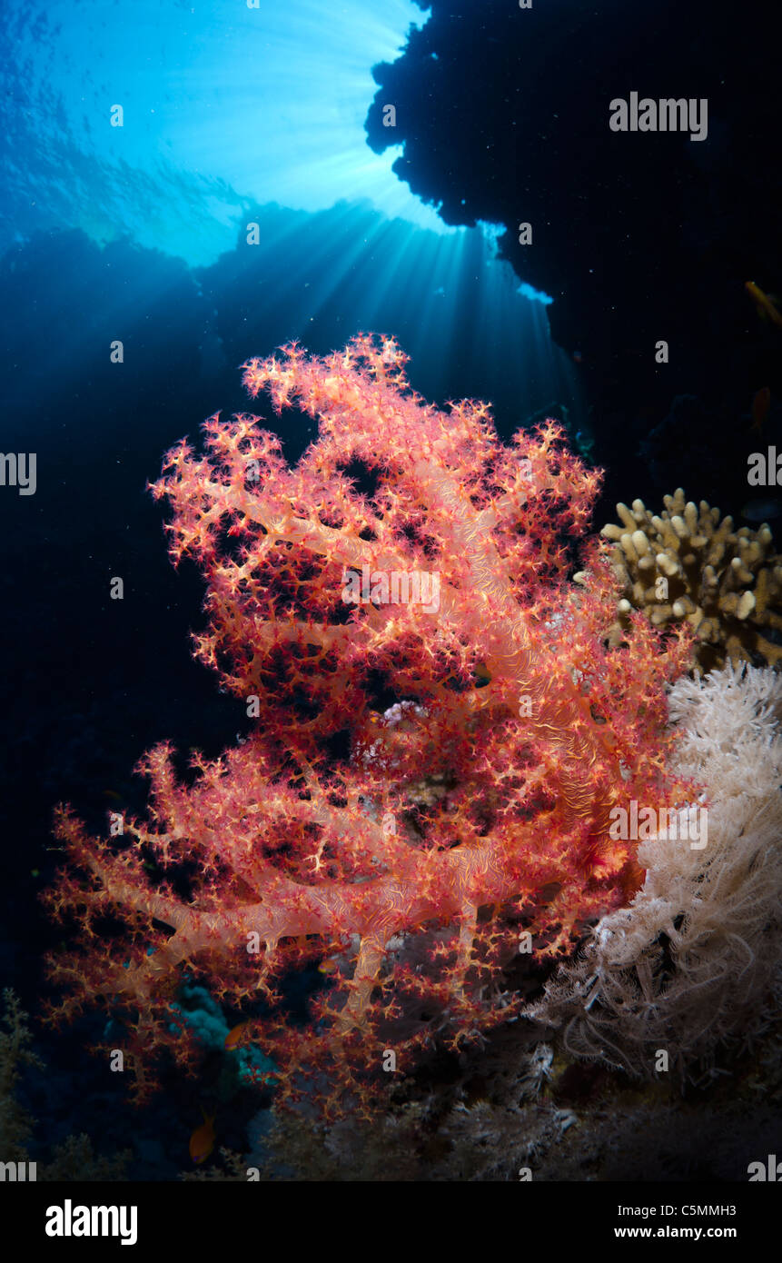 Ras zatar -Fotos und -Bildmaterial in hoher Auflösung – Alamy