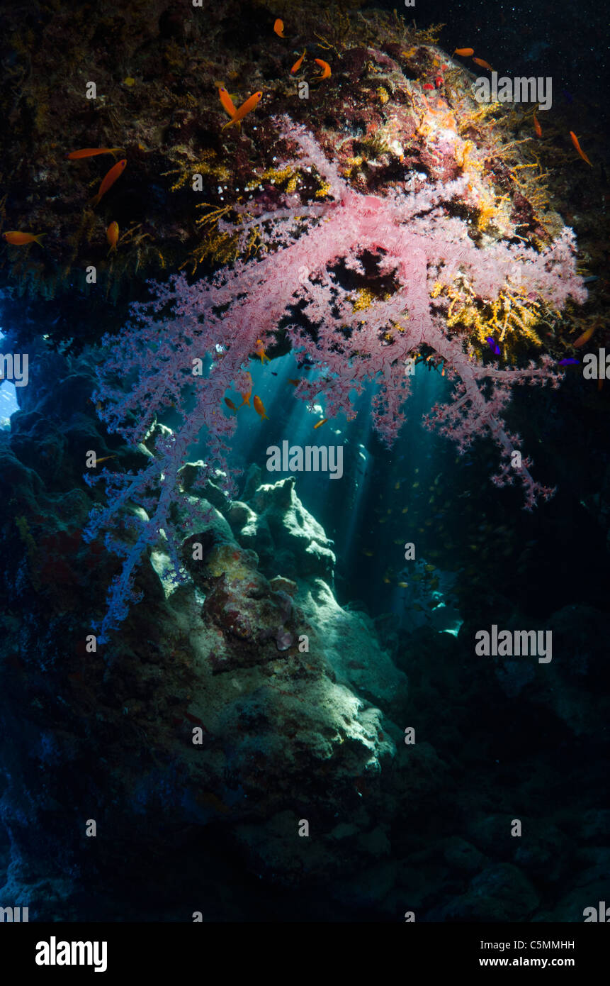 Ras zatar -Fotos und -Bildmaterial in hoher Auflösung – Alamy