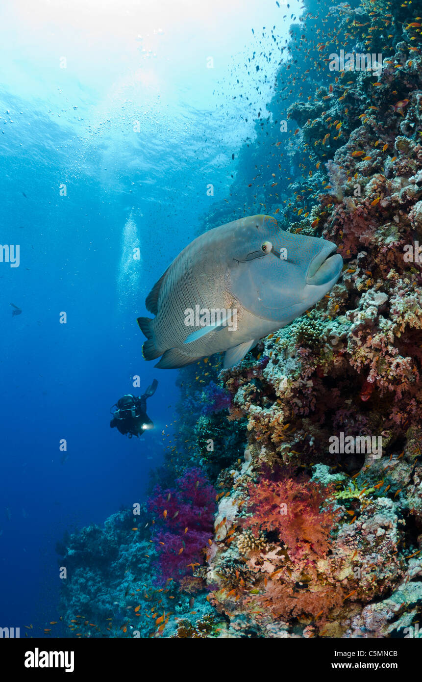 Napoleon oder Maori Wrasse, Shark Reef, Ras Mohammed Nationalpark ...