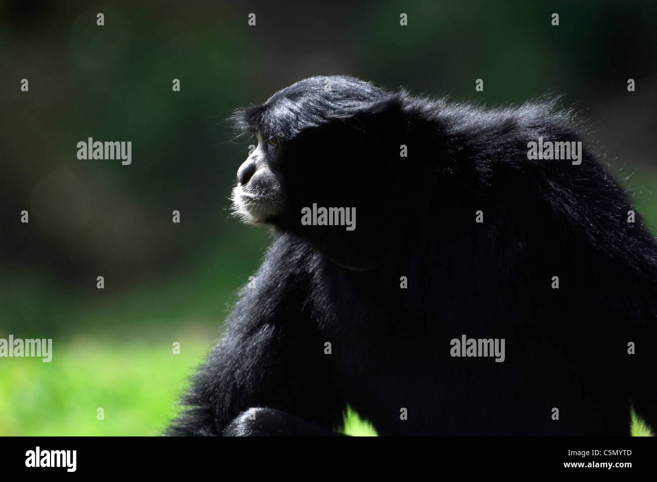 Siamang gibbons -Fotos und -Bildmaterial in hoher Auflösung – Alamy
