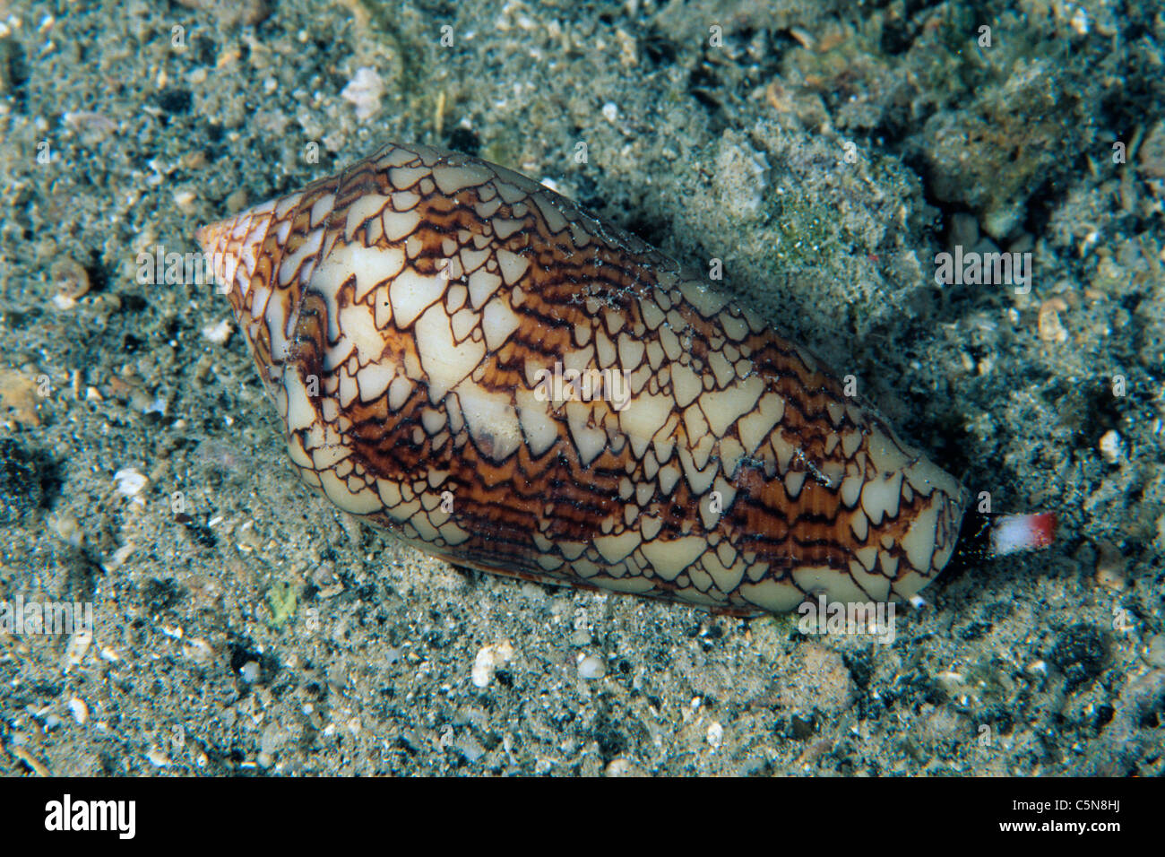 Giftigste kegelschnecke -Fotos und -Bildmaterial in hoher Auflösung – Alamy