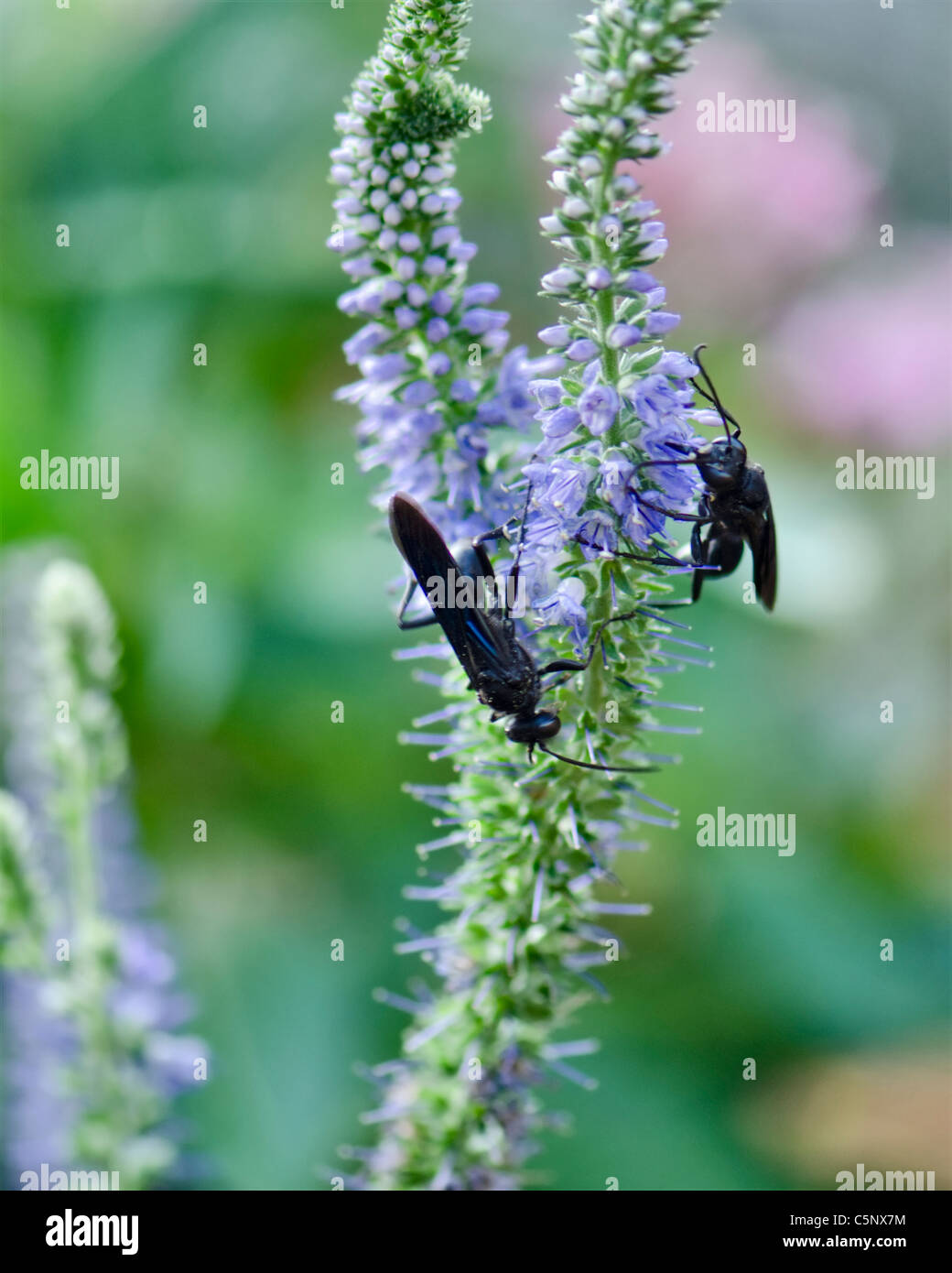 Trypoxylon politum -Fotos und -Bildmaterial in hoher Auflösung – Alamy