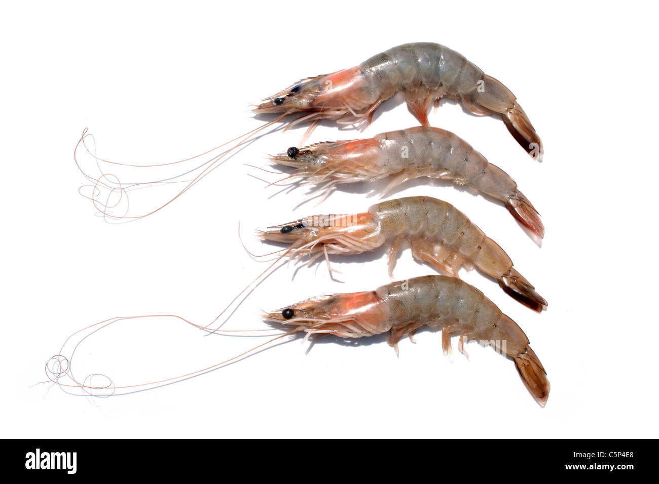 Ganze garnele -Fotos und -Bildmaterial in hoher Auflösung – Alamy