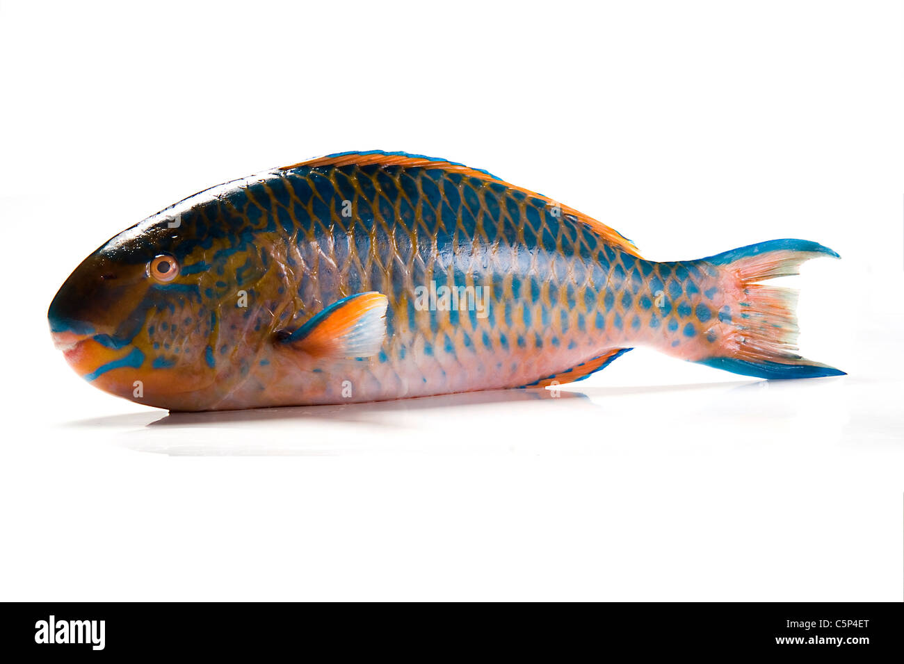 Papageienfisch nahaufnahme -Fotos und -Bildmaterial in hoher Auflösung ...