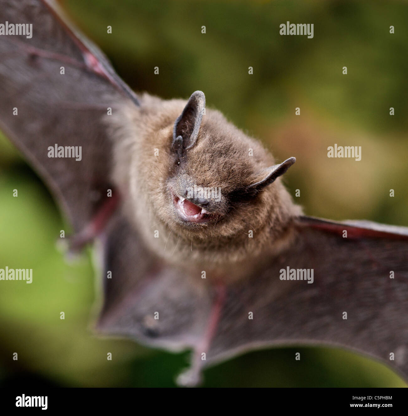 Common bat -Fotos und -Bildmaterial in hoher Auflösung – Alamy