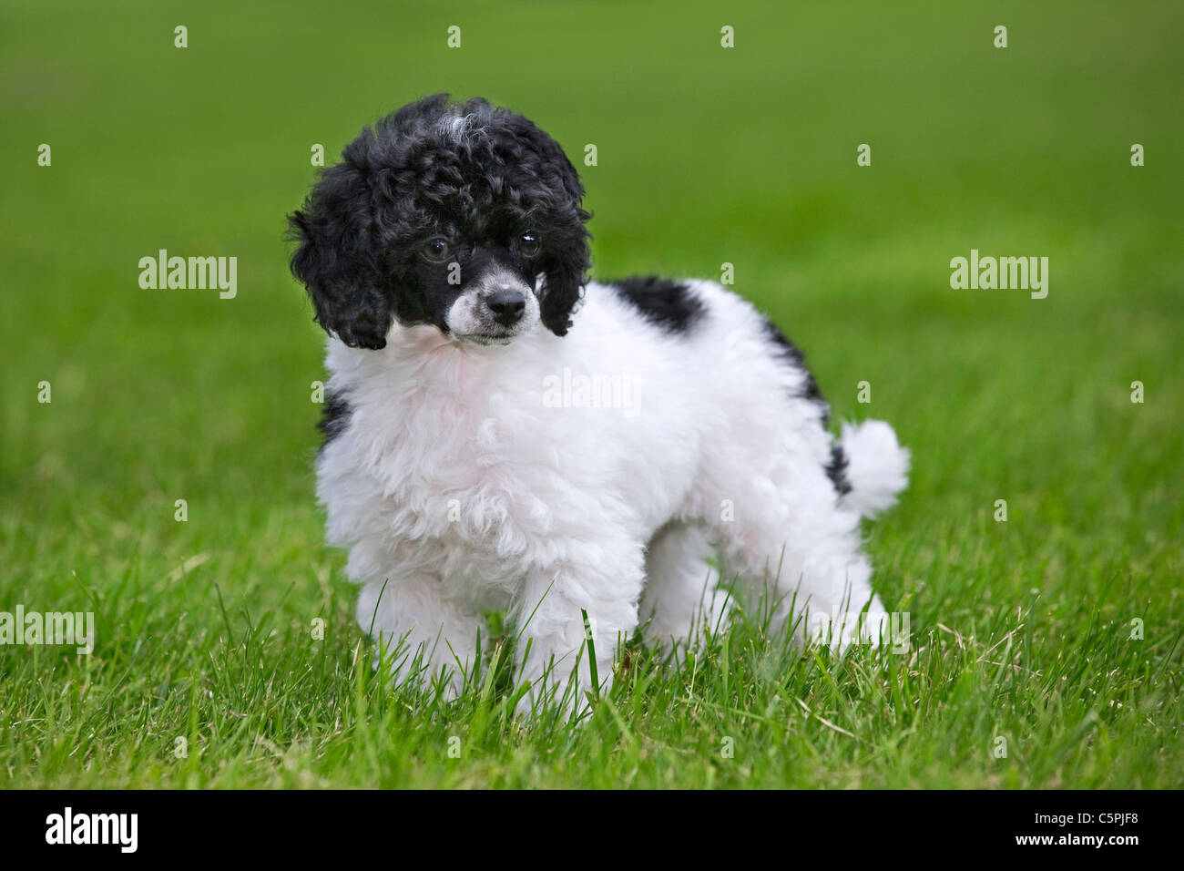 Schwarz / weiß Miniatur / Zwerg / Nain Pudel (Canis Lupus Familiaris ...