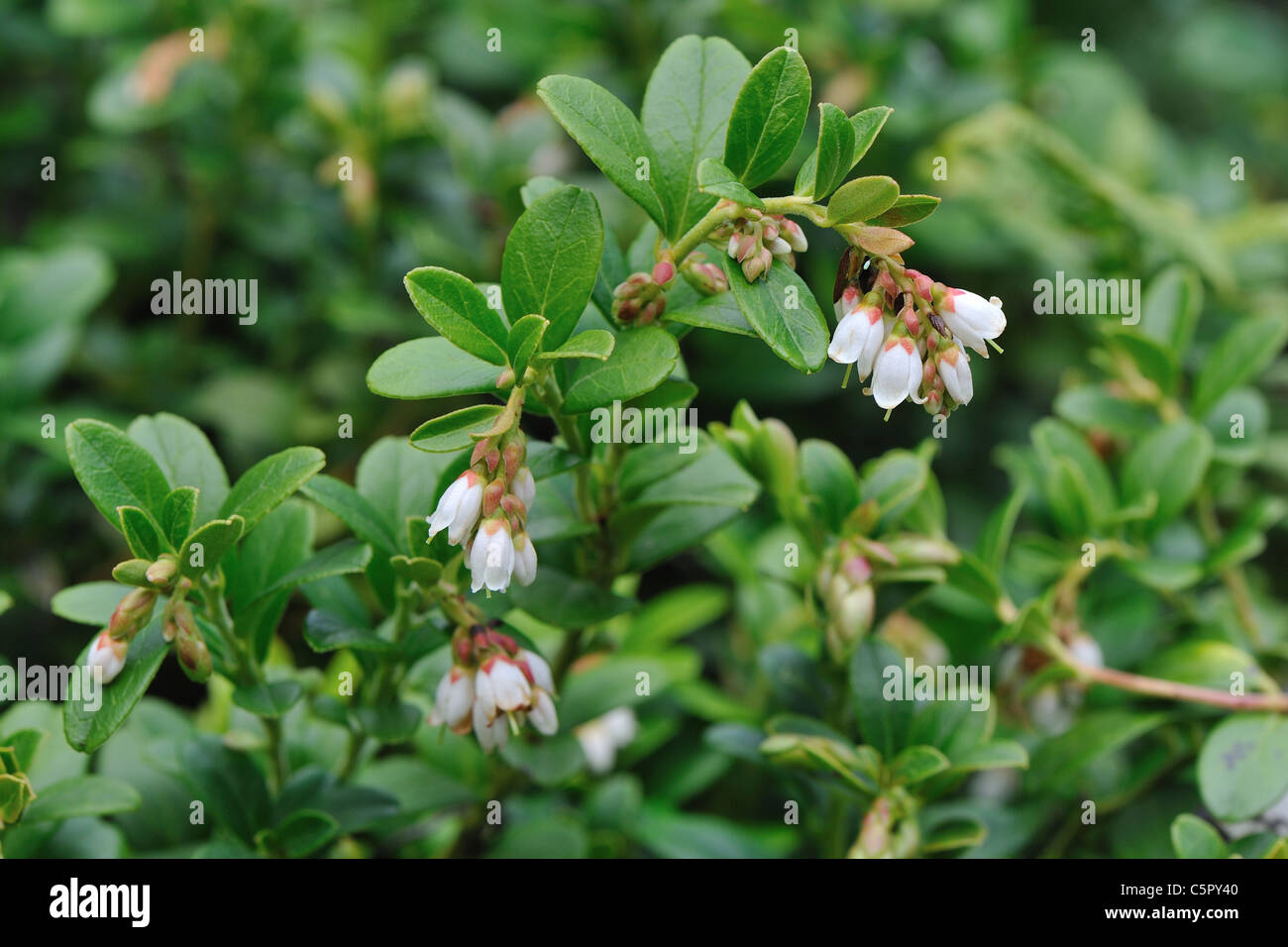 Preiselbeer strauch -Fotos und -Bildmaterial in hoher Auflösung – Alamy