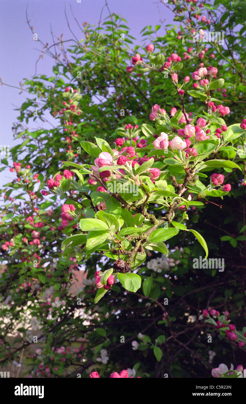 Malus evereste crabapple -Fotos und -Bildmaterial in hoher Auflösung ...