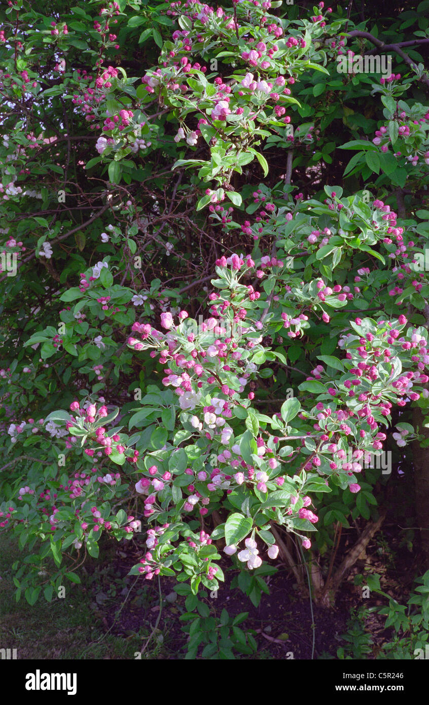 Malus evereste crabapple -Fotos und -Bildmaterial in hoher Auflösung ...