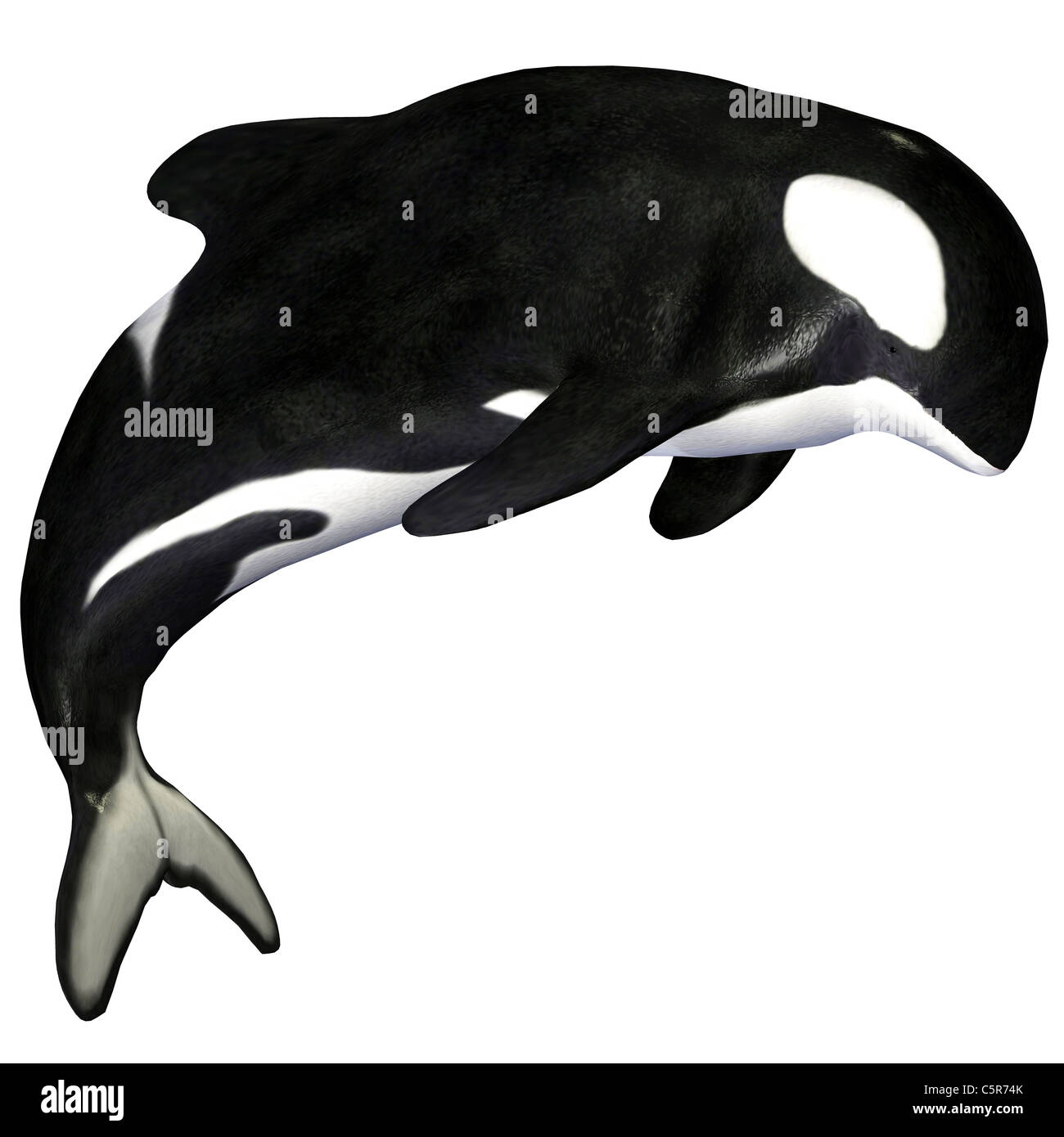 Beispiel für ein Schwertwal isoliert auf weißem Hintergrund ...