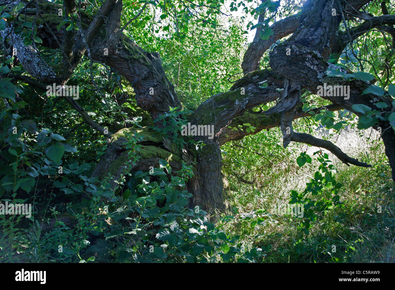 Maulbeerbaum baum -Fotos und -Bildmaterial in hoher Auflösung – Alamy