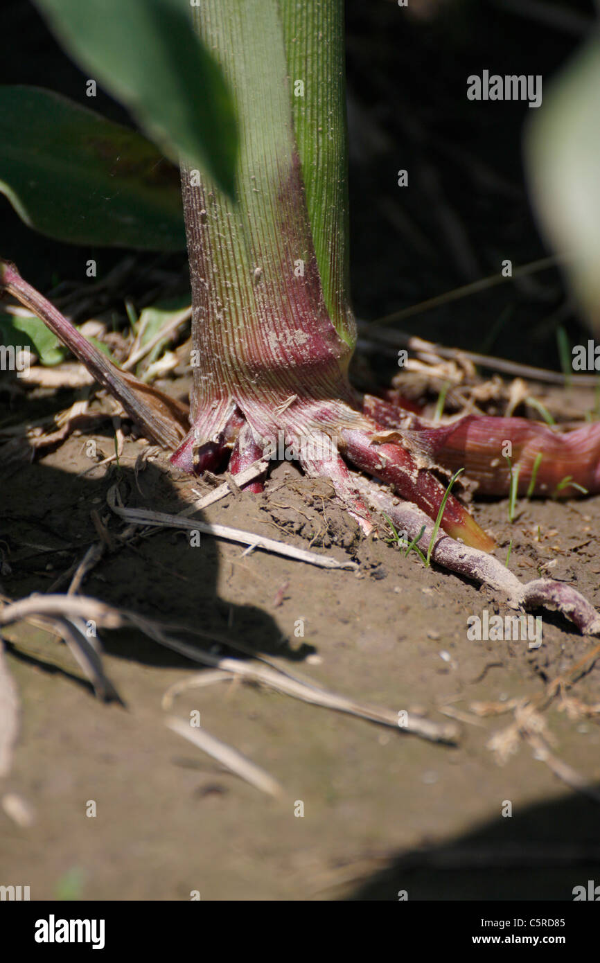 Mais wurzeln -Fotos und -Bildmaterial in hoher Auflösung – Alamy