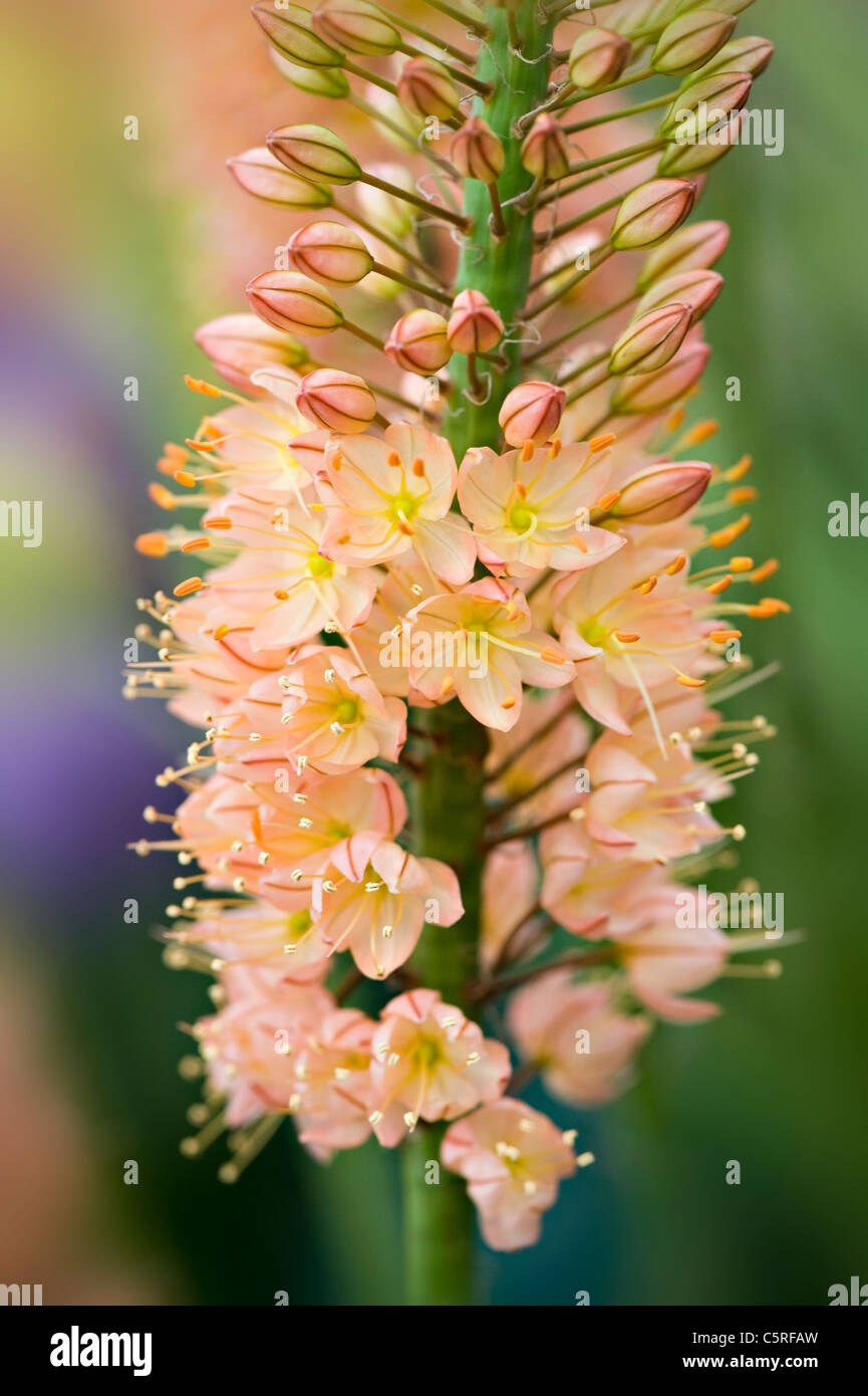 Eremurus robustus -Fotos und -Bildmaterial in hoher Auflösung – Alamy