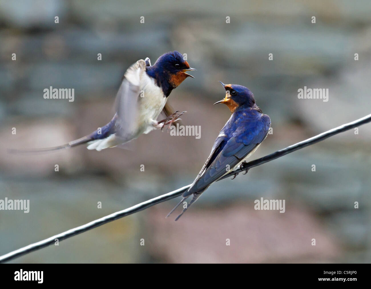 Schwalben Leitung Stockfotos und -bilder Kaufen - Alamy