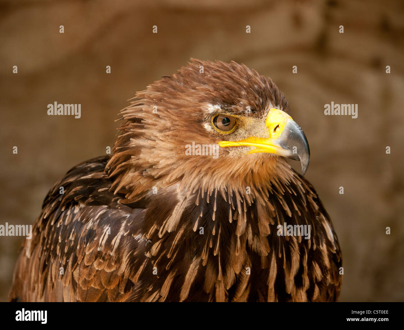 Eulen und falknerei -Fotos und -Bildmaterial in hoher Auflösung – Alamy