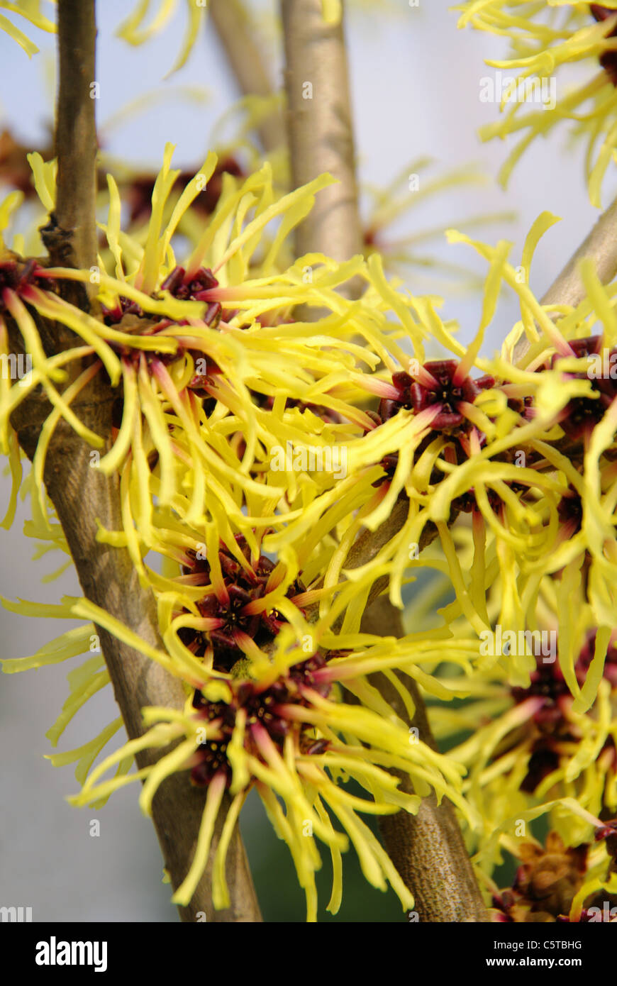 Hamamelis flower -Fotos und -Bildmaterial in hoher Auflösung – Alamy