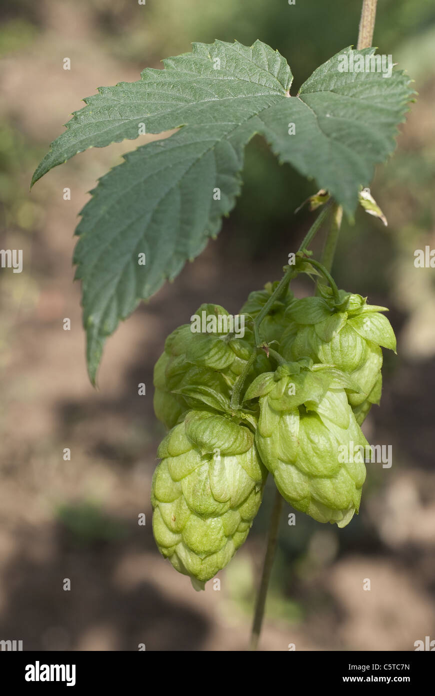 Saazer hopfen -Fotos und -Bildmaterial in hoher Auflösung – Alamy