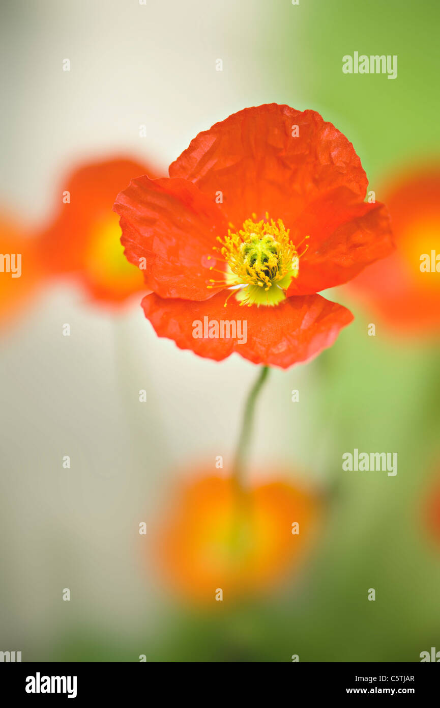 Island mohn blumen -Fotos und -Bildmaterial in hoher Auflösung – Alamy