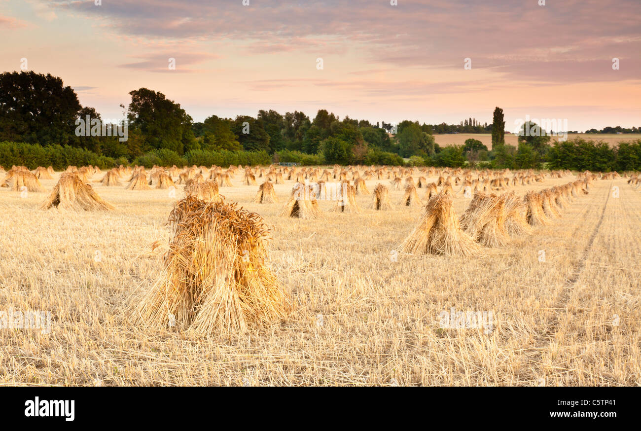 Weizenfeld mit garben -Fotos und -Bildmaterial in hoher Auflösung – Alamy