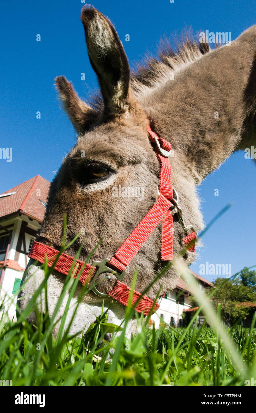 Esel nahaufnahme -Fotos und -Bildmaterial in hoher Auflösung - Seite 2 ...