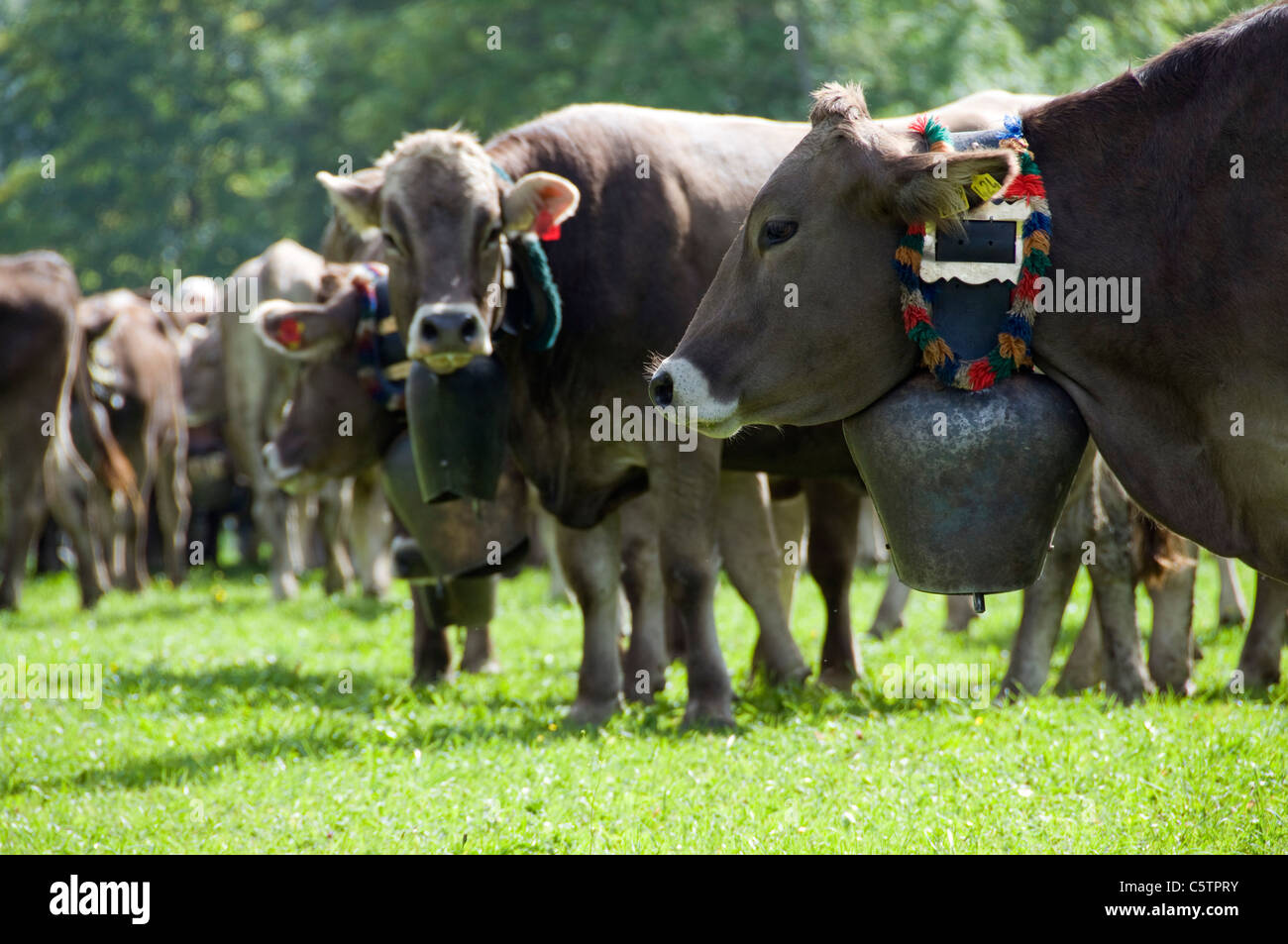 Rinderhaltung bayern -Fotos und -Bildmaterial in hoher Auflösung – Alamy