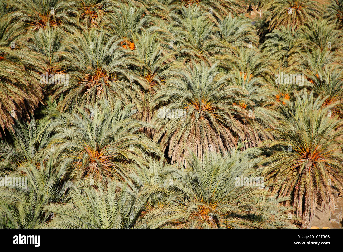 Blick auf kretische dattelpalmen -Fotos und -Bildmaterial in hoher Auflösung – Alamy