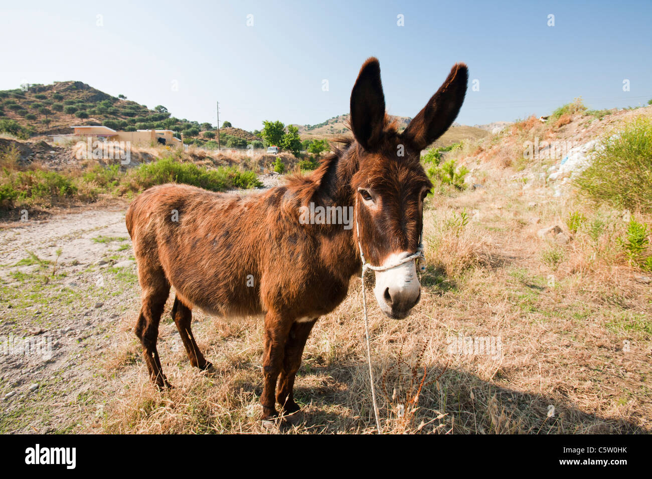 Donkey ears -Fotos und -Bildmaterial in hoher Auflösung – Alamy