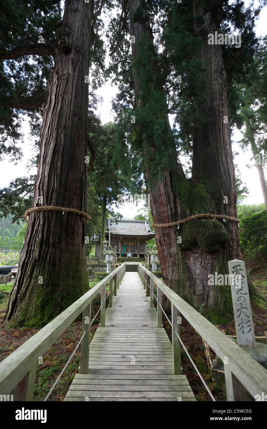 Super sugi von kayano -Fotos und -Bildmaterial in hoher Auflösung – Alamy
