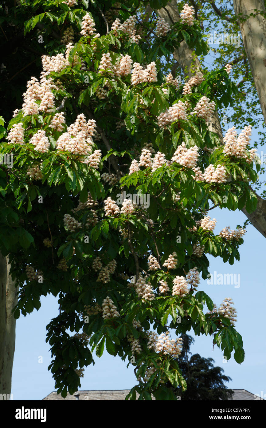 Pflanzenwelt, Laubbaum, Fruehling, Natur, Baumbluete, Bluehende ...