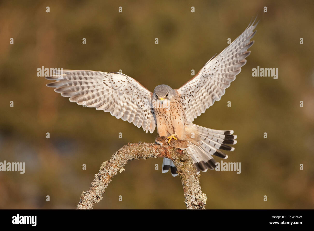 Raubvogel barsch -Fotos und -Bildmaterial in hoher Auflösung – Alamy