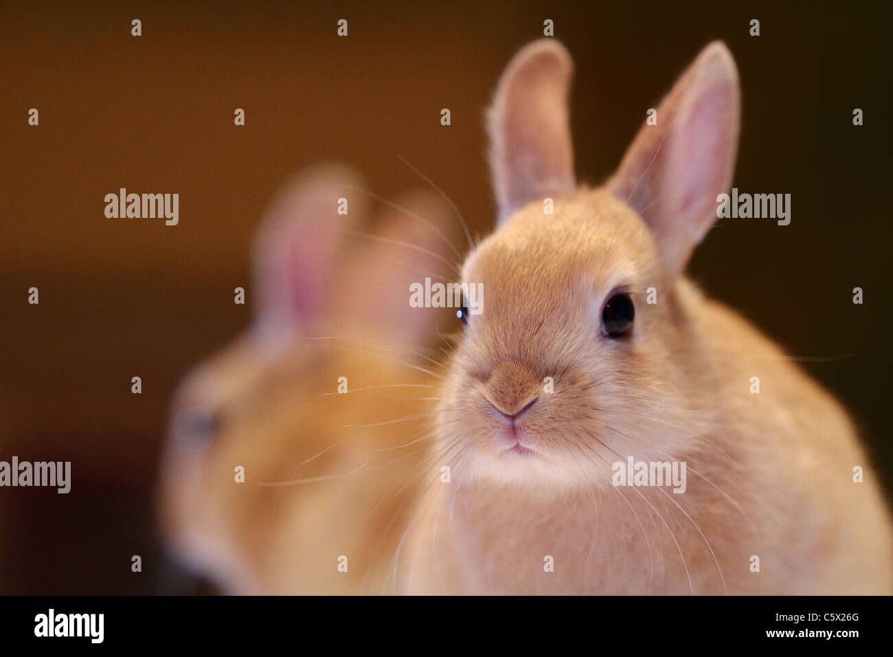 Augen kaninchen -Fotos und -Bildmaterial in hoher Auflösung – Alamy