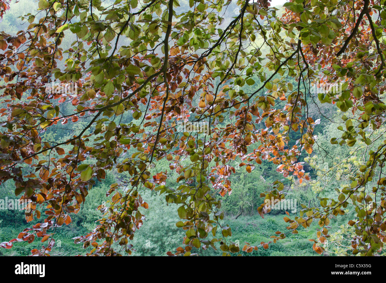 Rotbuche, Fagus Sylvatica, behalten die herbstlichen Blätter im ...