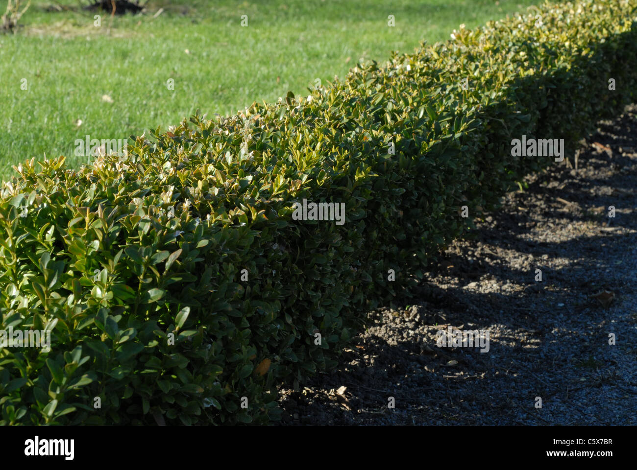 Perfekte hecke -Fotos und -Bildmaterial in hoher Auflösung – Alamy
