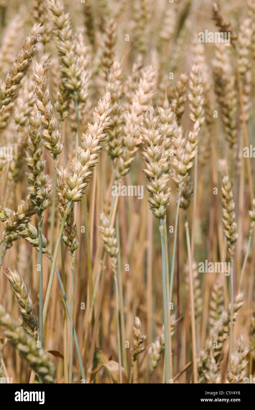 Triticum aestivum brotweizen -Fotos und -Bildmaterial in hoher ...
