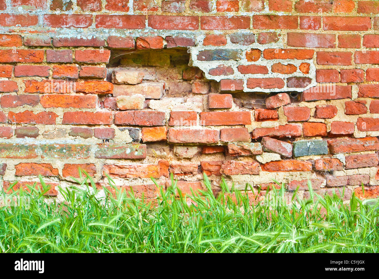 Ein bröckelnden roten Backsteinmauer mit frischen Gerste wächst vor ...