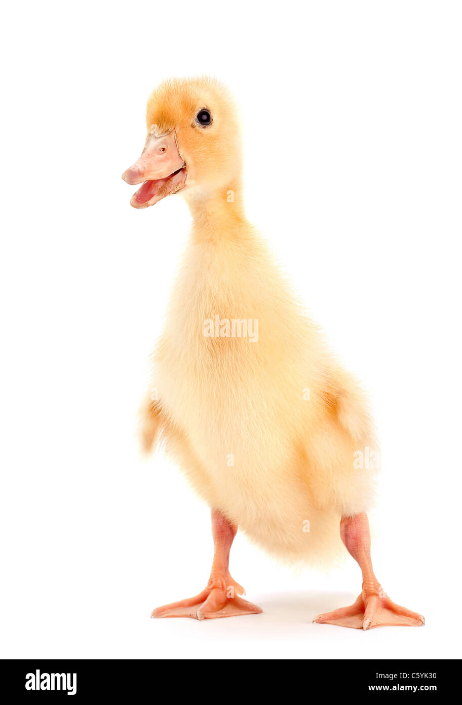 Ausgeschnittene ente -Fotos und -Bildmaterial in hoher Auflösung – Alamy