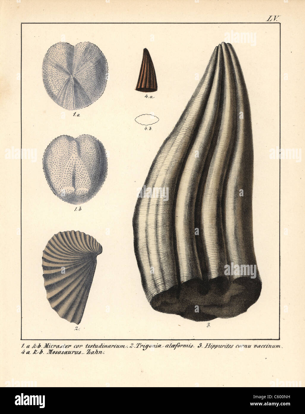 Micraster cor-Testudinarium, Neotrigonia Alaeformis Hippurites Cornu ...
