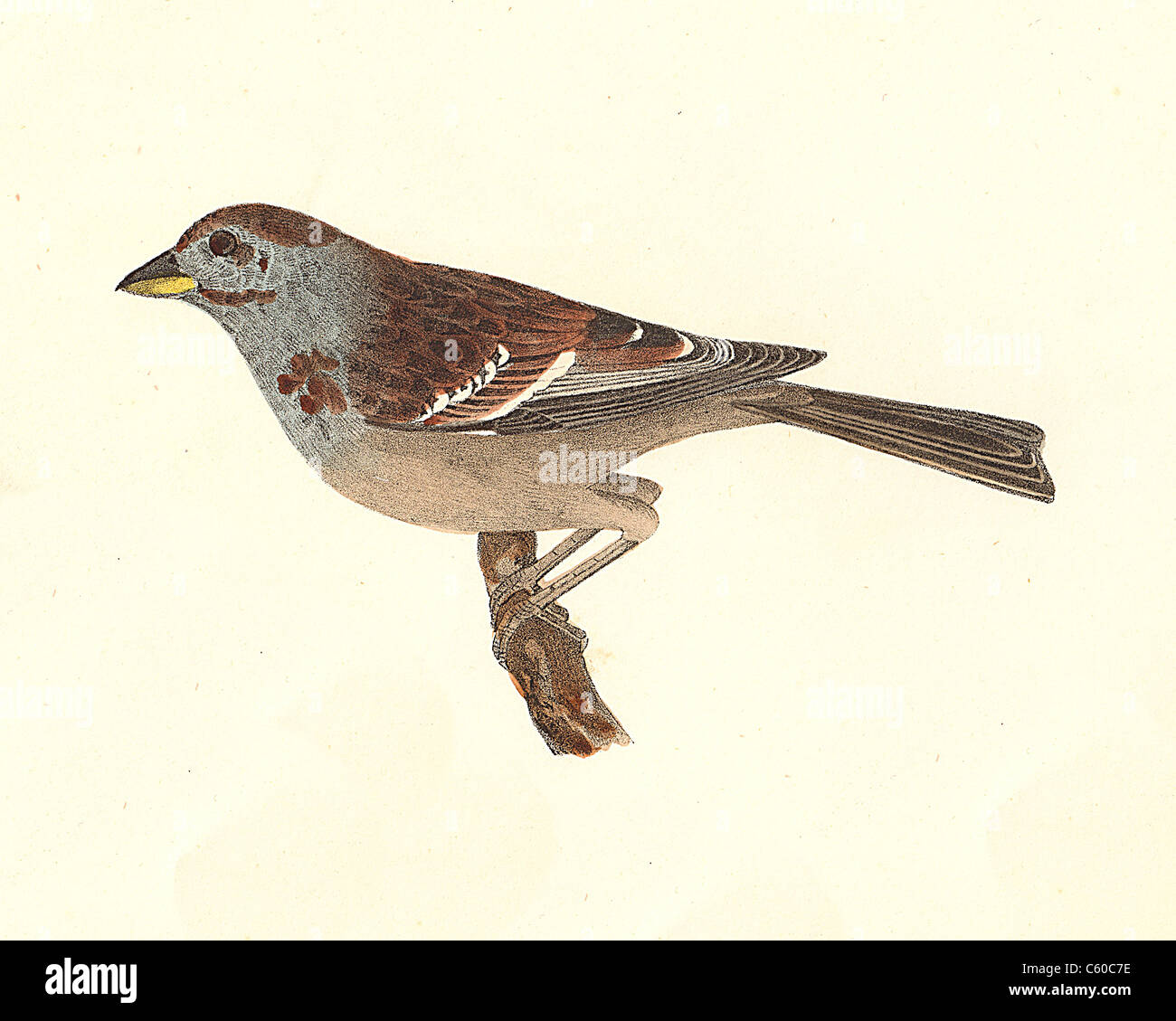 Emberiza canadensis -Fotos und -Bildmaterial in hoher Auflösung – Alamy