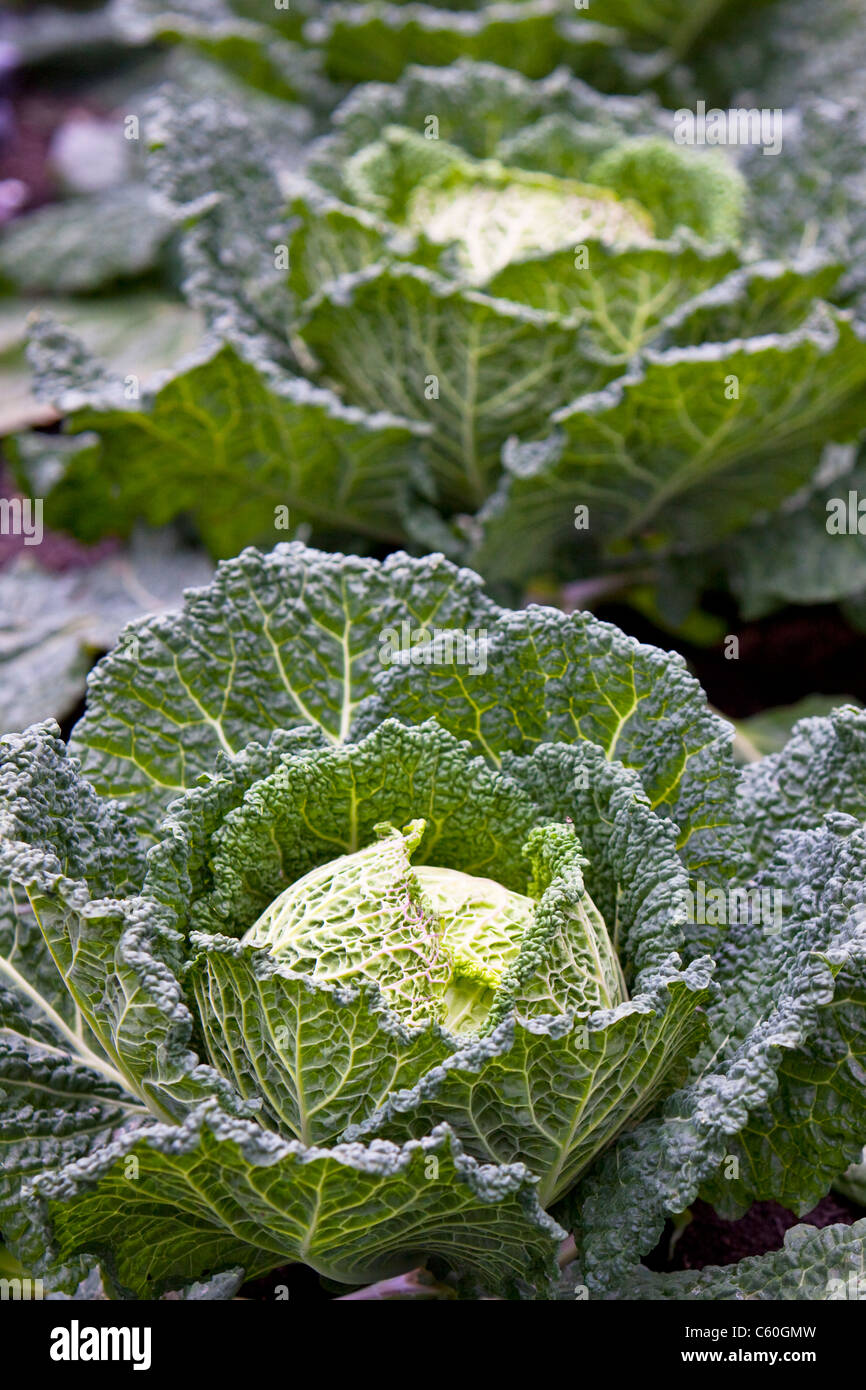 Wirsing wirsing -Fotos und -Bildmaterial in hoher Auflösung – Alamy