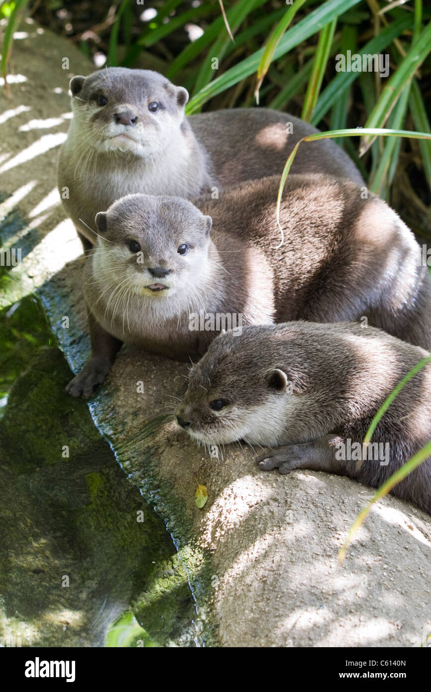 Northern river otter -Fotos und -Bildmaterial in hoher Auflösung – Alamy