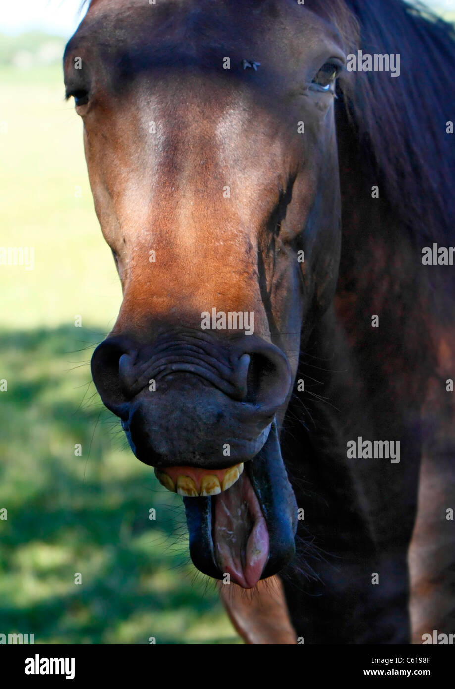 Lachende pferde -Fotos und -Bildmaterial in hoher Auflösung – Alamy