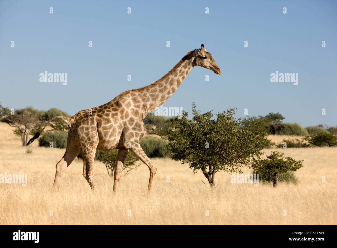 Eine einsame Giraffe mit möglichen Kugel Narbe am hinteren Bein ...