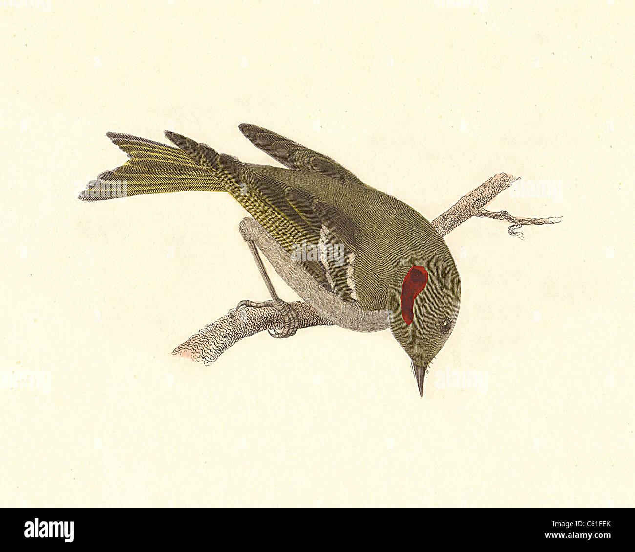 Das Ruby-gekrönten Kinglet (Regulus calendula) vintage Vogel ...
